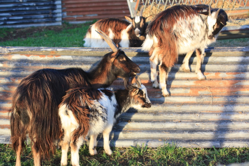 Goat Enrichment: The Importance of Mental Health - Goat Journal